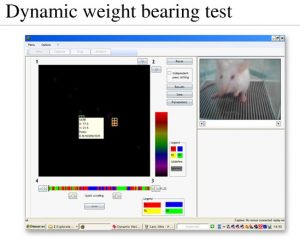 76-0728 Dynamic weight bearing test For evaluating spontaneous pain and ...