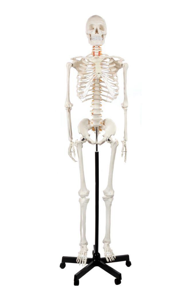 A-104267 Classic Human Skeleton With Study & Numbering Guide Axis ...