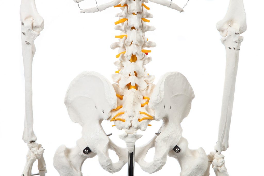 A-104267 Classic Human Skeleton With Study & Numbering Guide Axis ...
