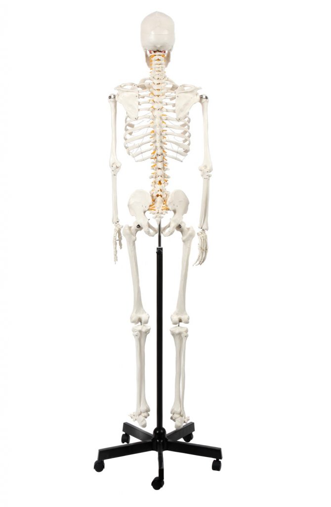 A-104267 Classic Human Skeleton With Study & Numbering Guide Axis ...
