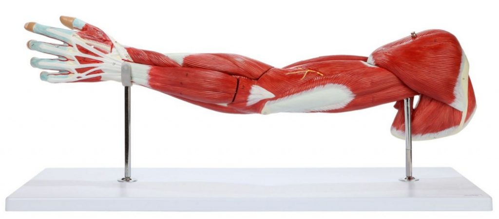 A-104284, Premium Life-Size Muscled Arm in 7 Parts Axis Scientific ...