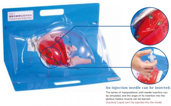 M152-2- Clear 3D Model of Gluteal Injection Site- Sakamoto » EAD SCIENTIFIC