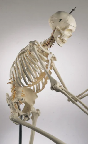 S58L Premier Academic Kinesiology Skeleton, Painted And Labeled, Sacral ...