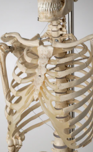 S62SP Premier Special Edition (Stained) Academic Skeleton, Sacral Mount ...